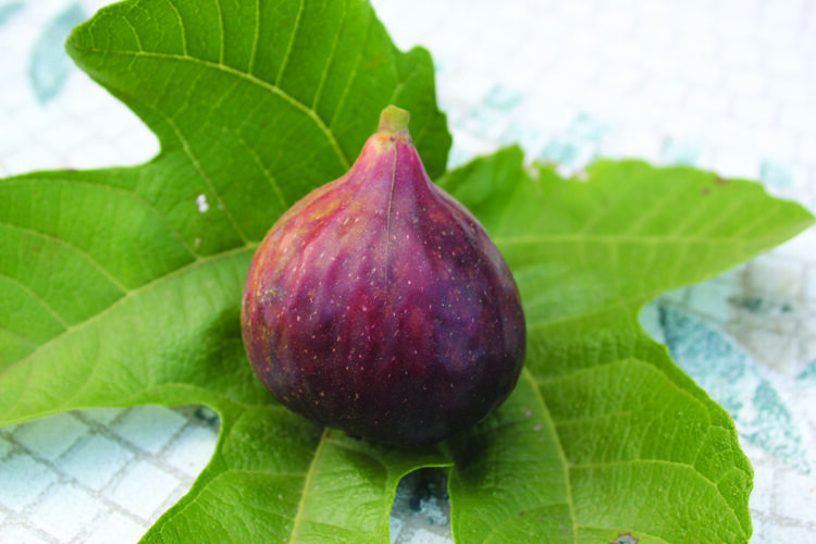 Fantastic Figs - Grit